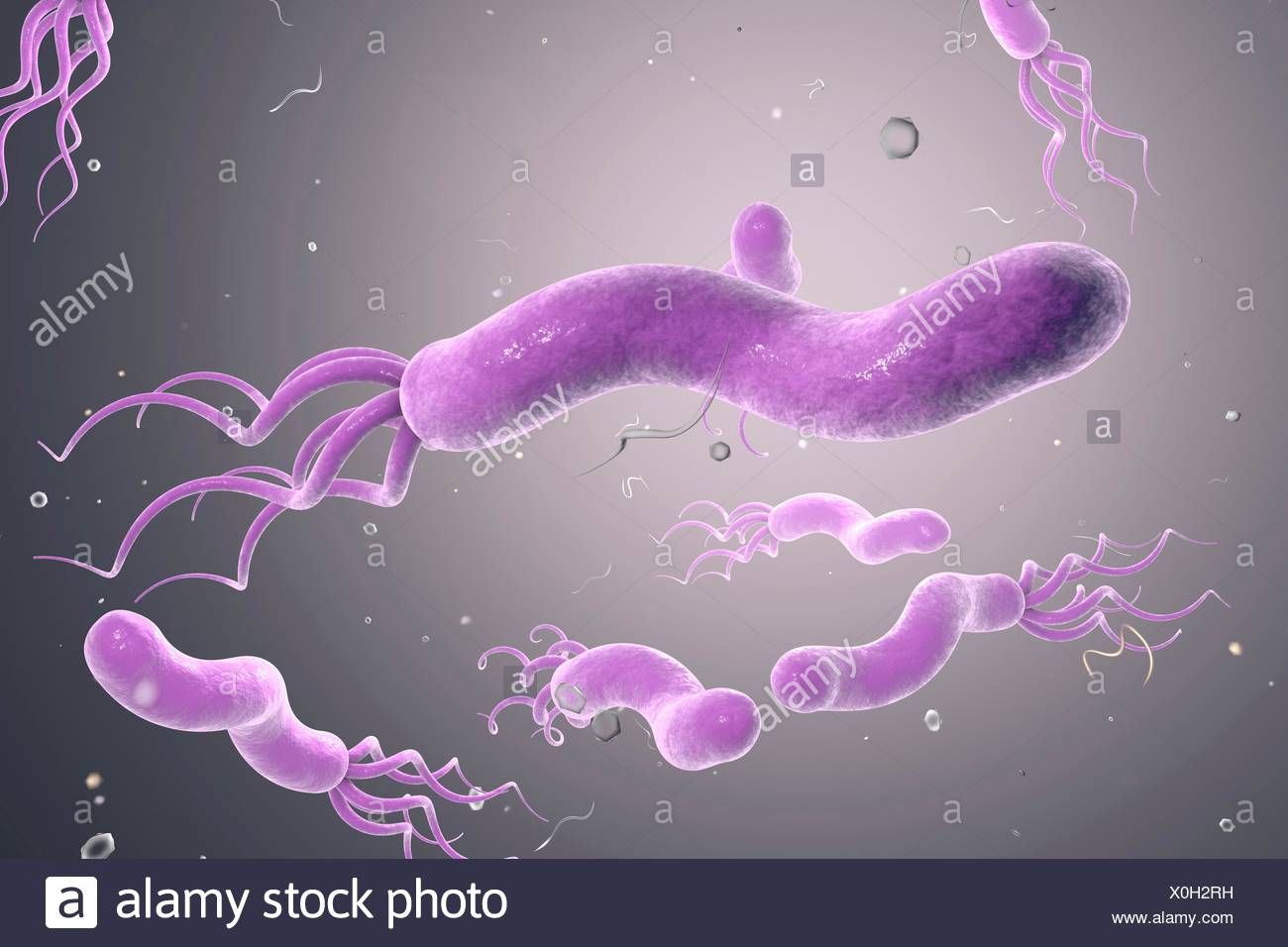 Helicobacter Pylori High Resolution Stock Photography and Images - Alamy