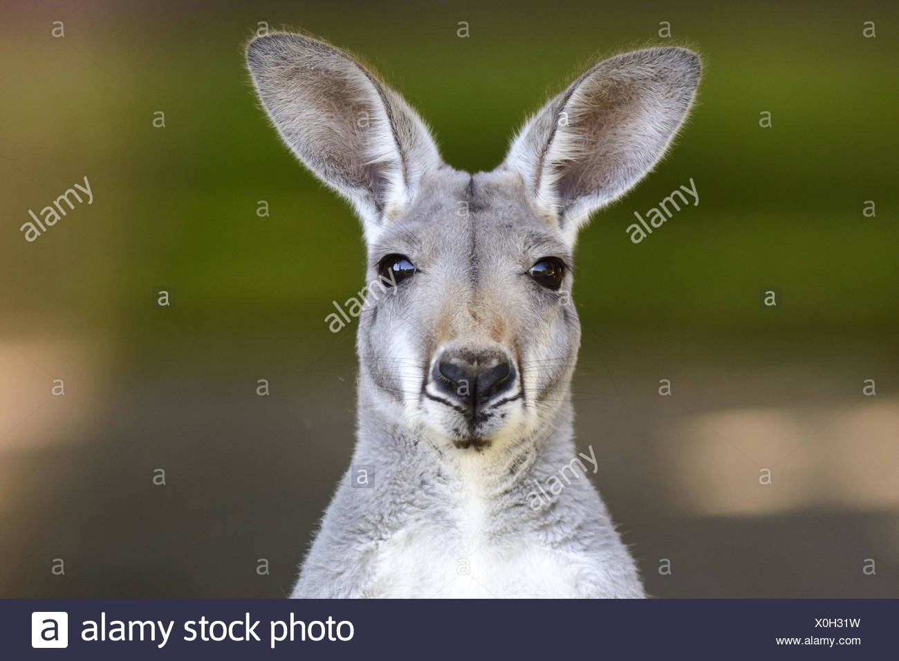 Kangaroo High Resolution Stock Photography and Images - Alamy