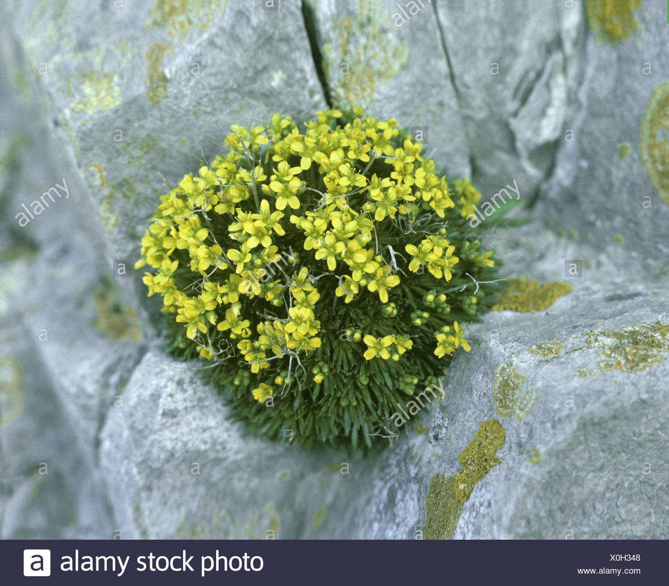 Yellow Whitlow Grass Draba High Resolution Stock Photography and Images ...