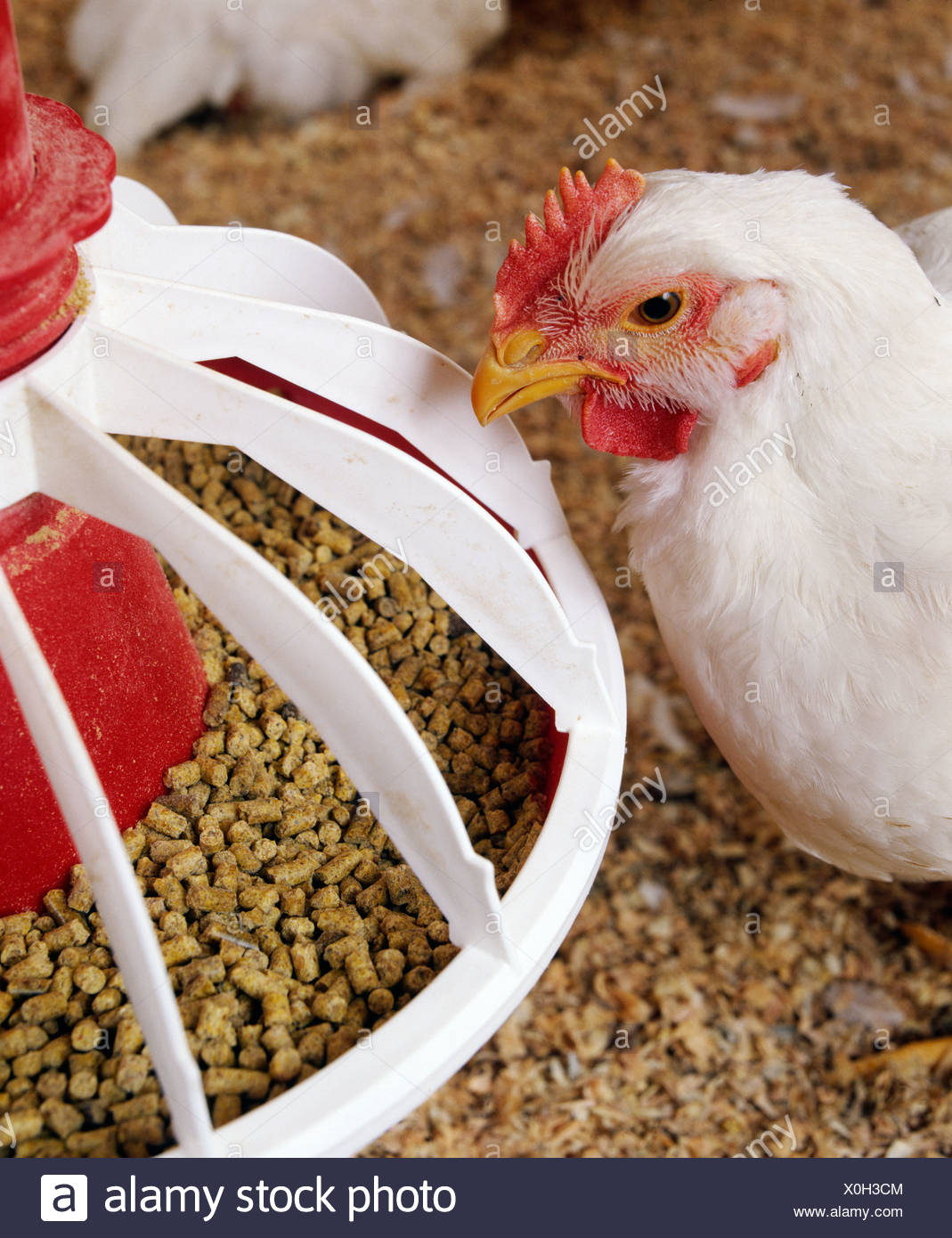 Hubbard Chicken High Resolution Stock Photography and Images - Alamy