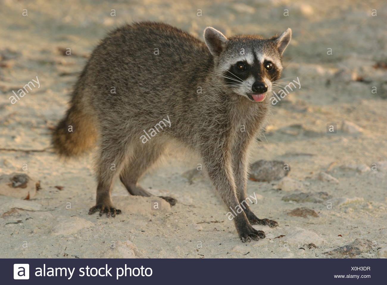 Raccoons Eating Crab Stock Photos & Raccoons Eating Crab Stock Images ...