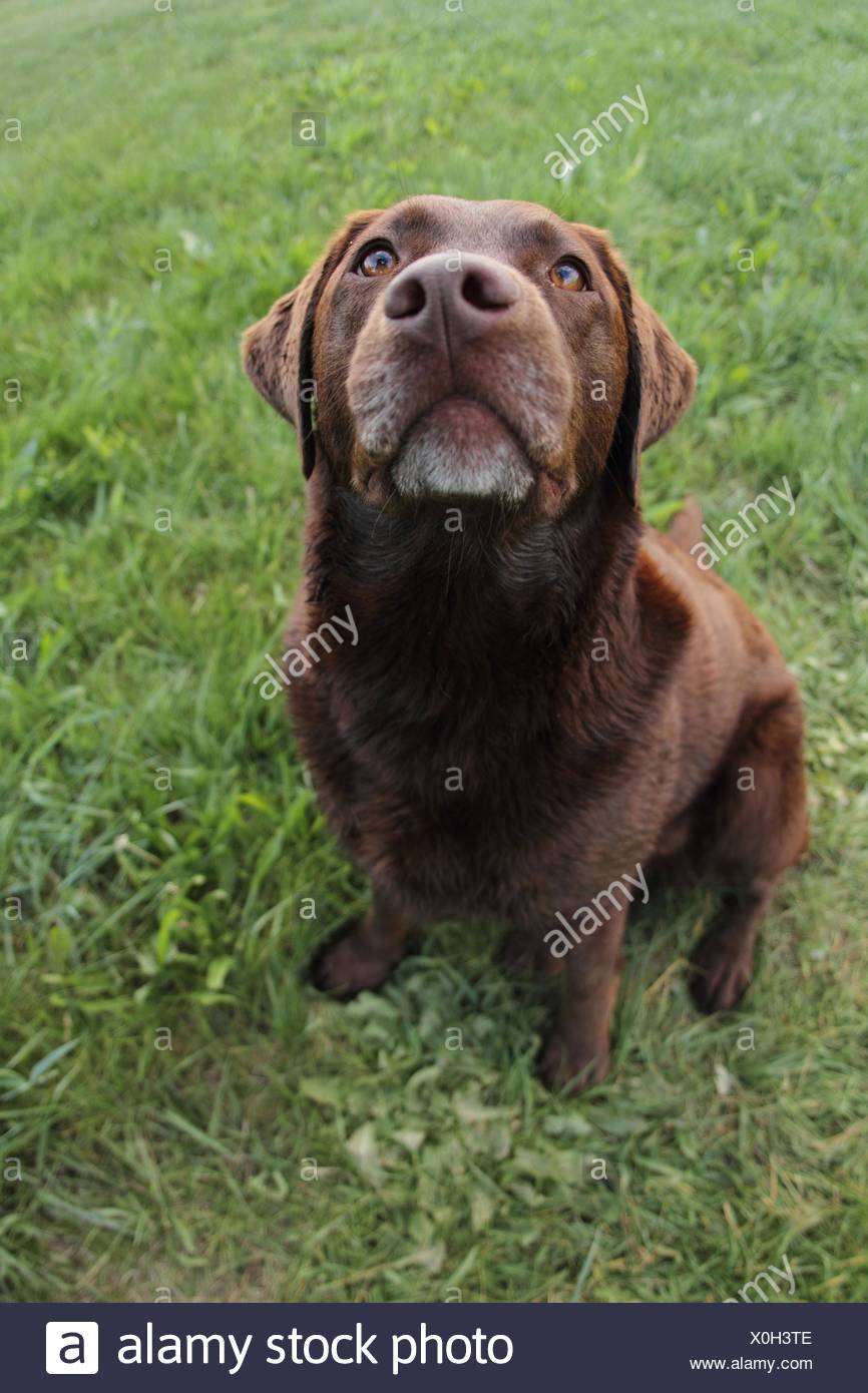 Adult Chocolate Labrador Retriever Sitting High Resolution Stock ...