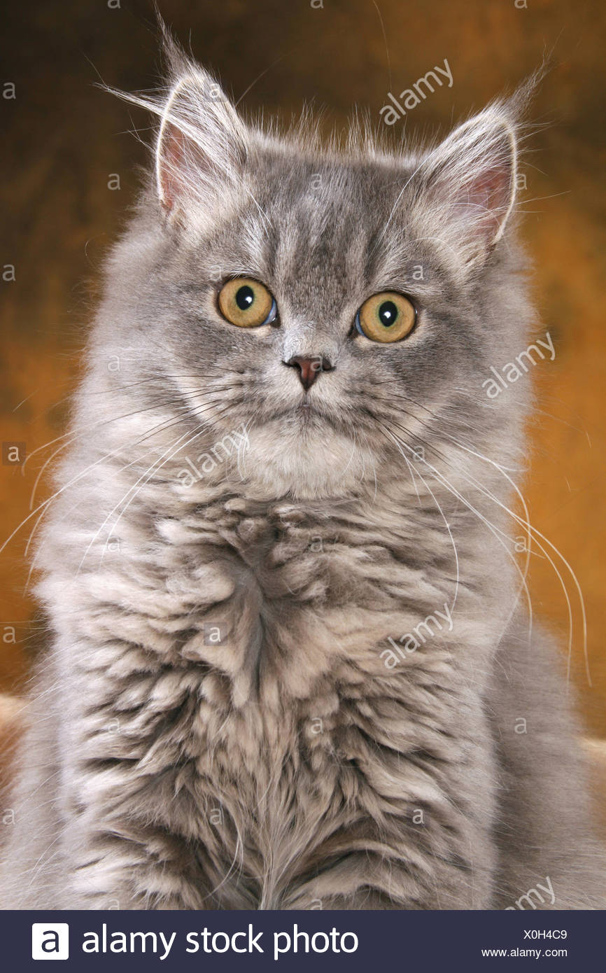 Brown Tabby Persian High Resolution Stock Photography and Images - Alamy