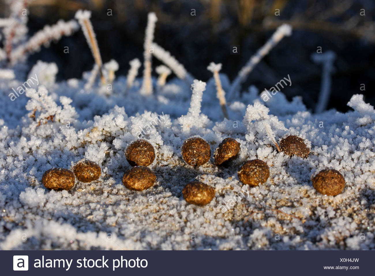Rabbit Droppings High Resolution Stock Photography and Images - Alamy