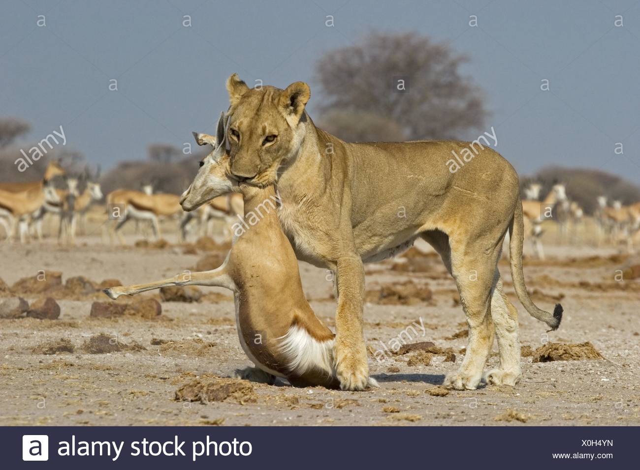 Lionesses Hunting Stock Photos & Lionesses Hunting Stock Images - Alamy