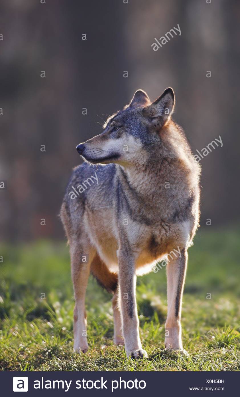Canis Lycaon Stock Photos & Canis Lycaon Stock Images - Alamy
