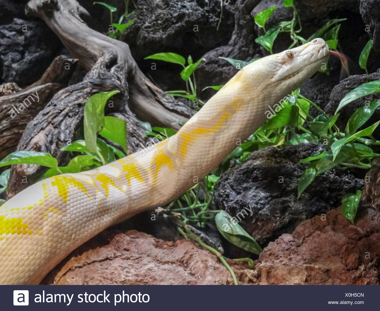 Non Venomous Python High Resolution Stock Photography and Images - Alamy