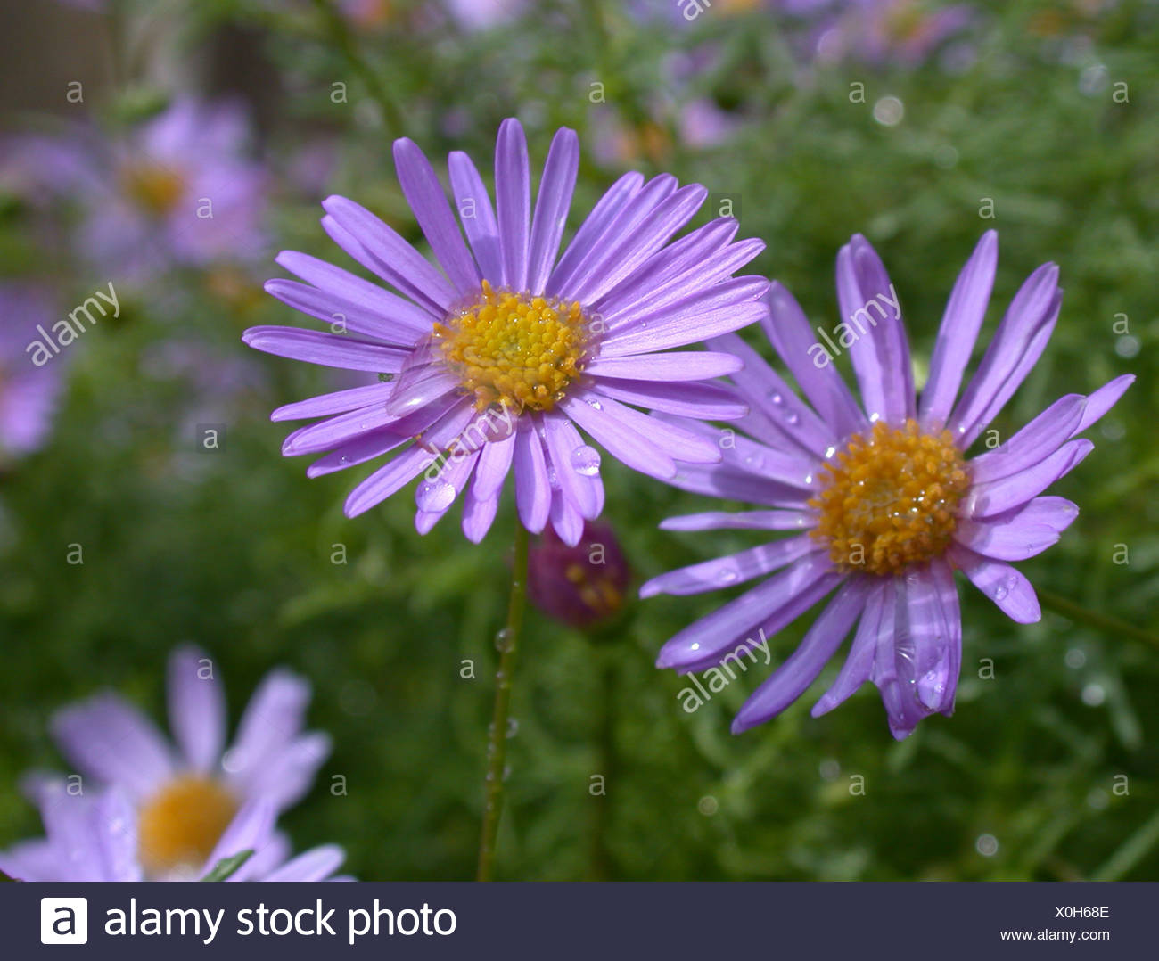 Brachycome Stock Photos & Brachycome Stock Images - Alamy