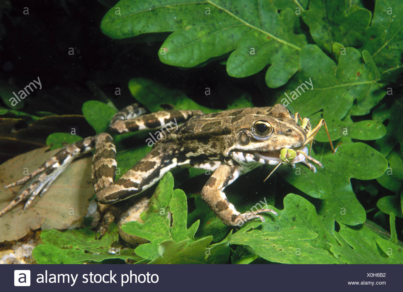 Frog Catching Insect Stock Photos & Frog Catching Insect Stock Images ...