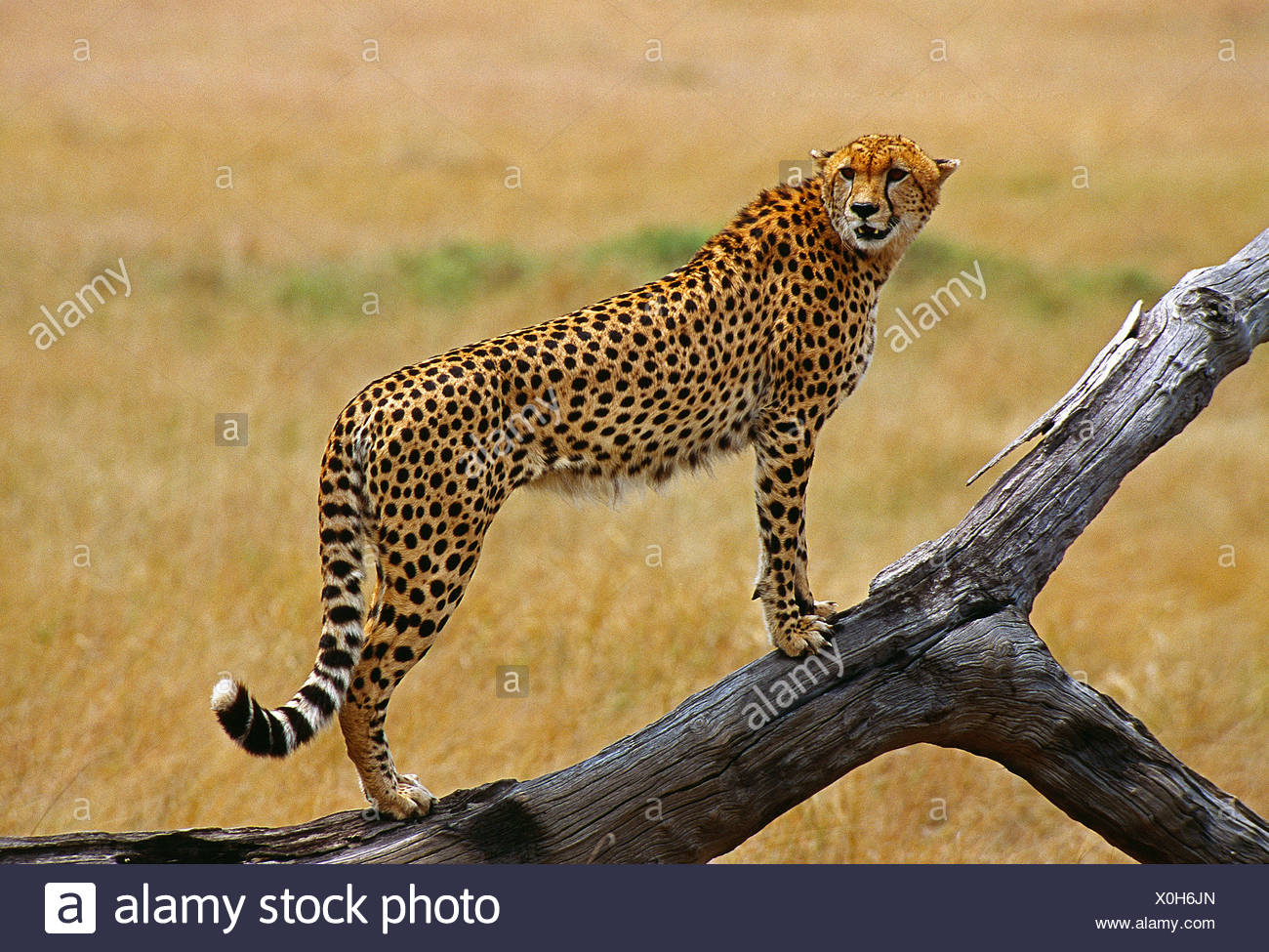 Wildlife Of Kenya High Resolution Stock Photography and Images - Alamy