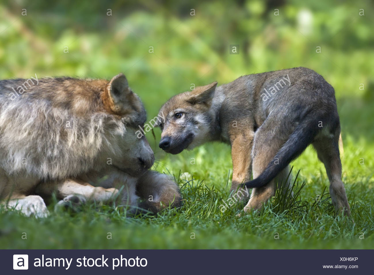 Grey Wolf Baby High Resolution Stock Photography and Images - Alamy