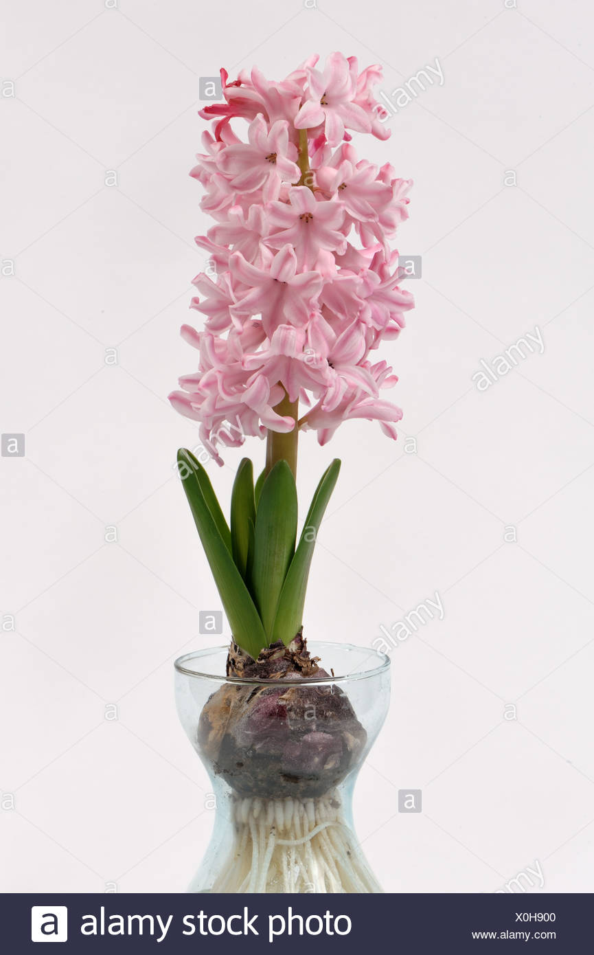 Glass Roots High Resolution Stock Photography and Images - Alamy