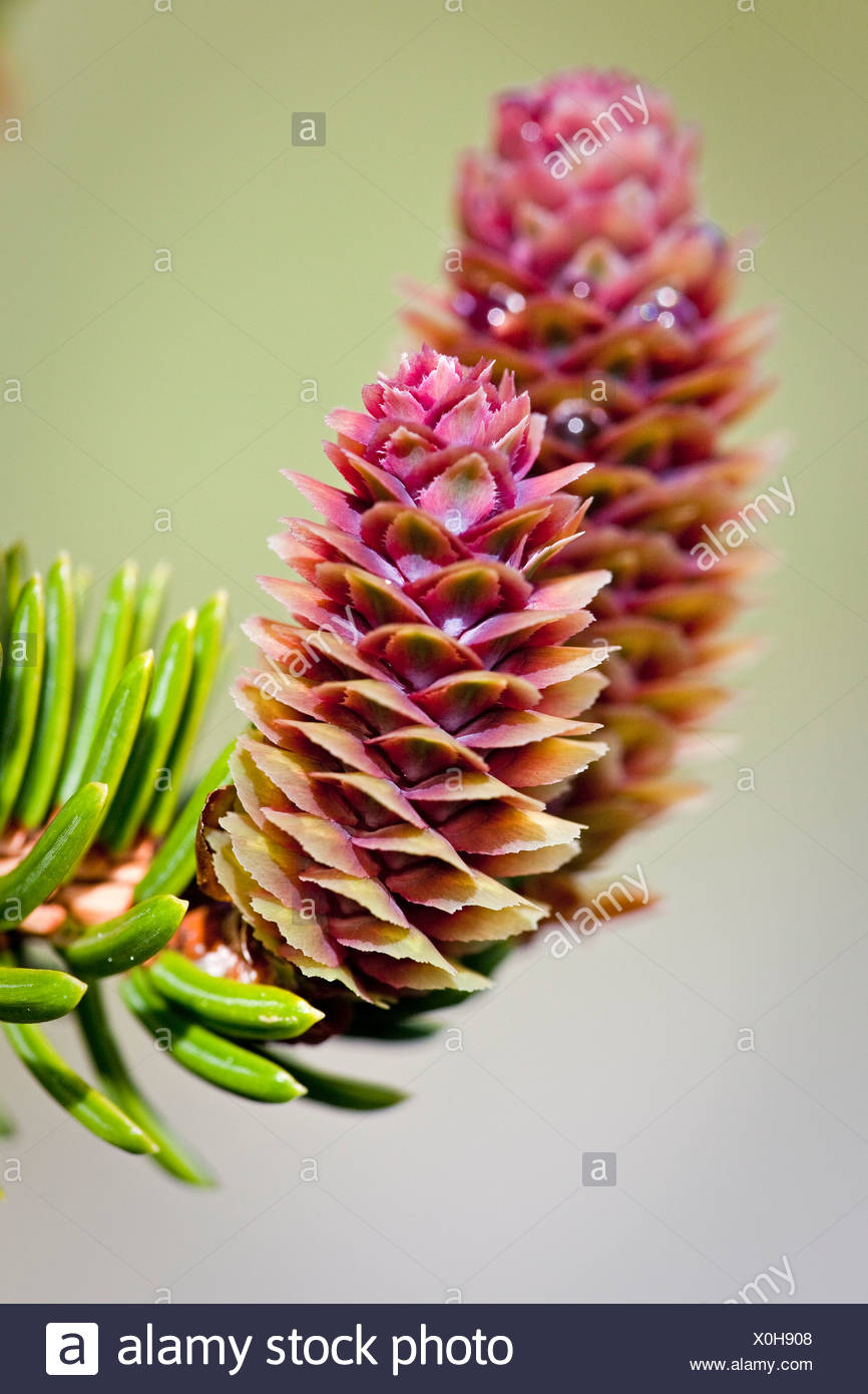 Picea Glauca Stock Photos & Picea Glauca Stock Images - Alamy