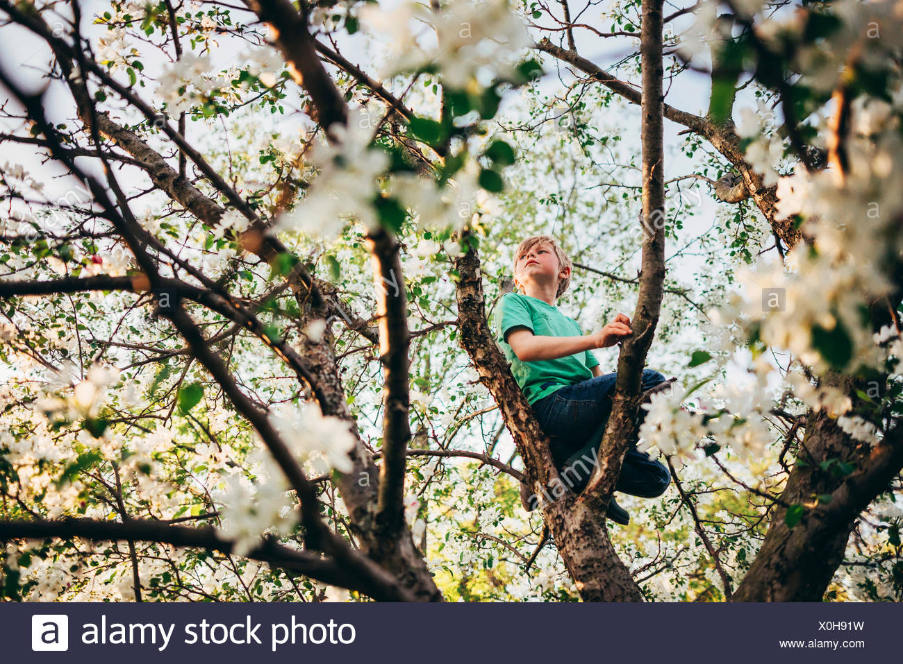 Boy Climbing Apple Tree Stock Photos & Boy Climbing Apple Tree Stock ...