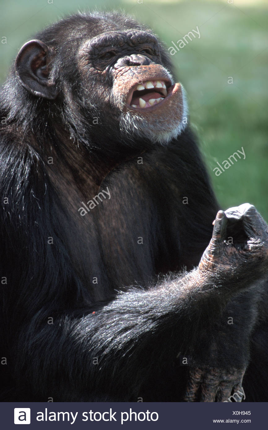 Aggressive Chimpanzee High Resolution Stock Photography and Images - Alamy