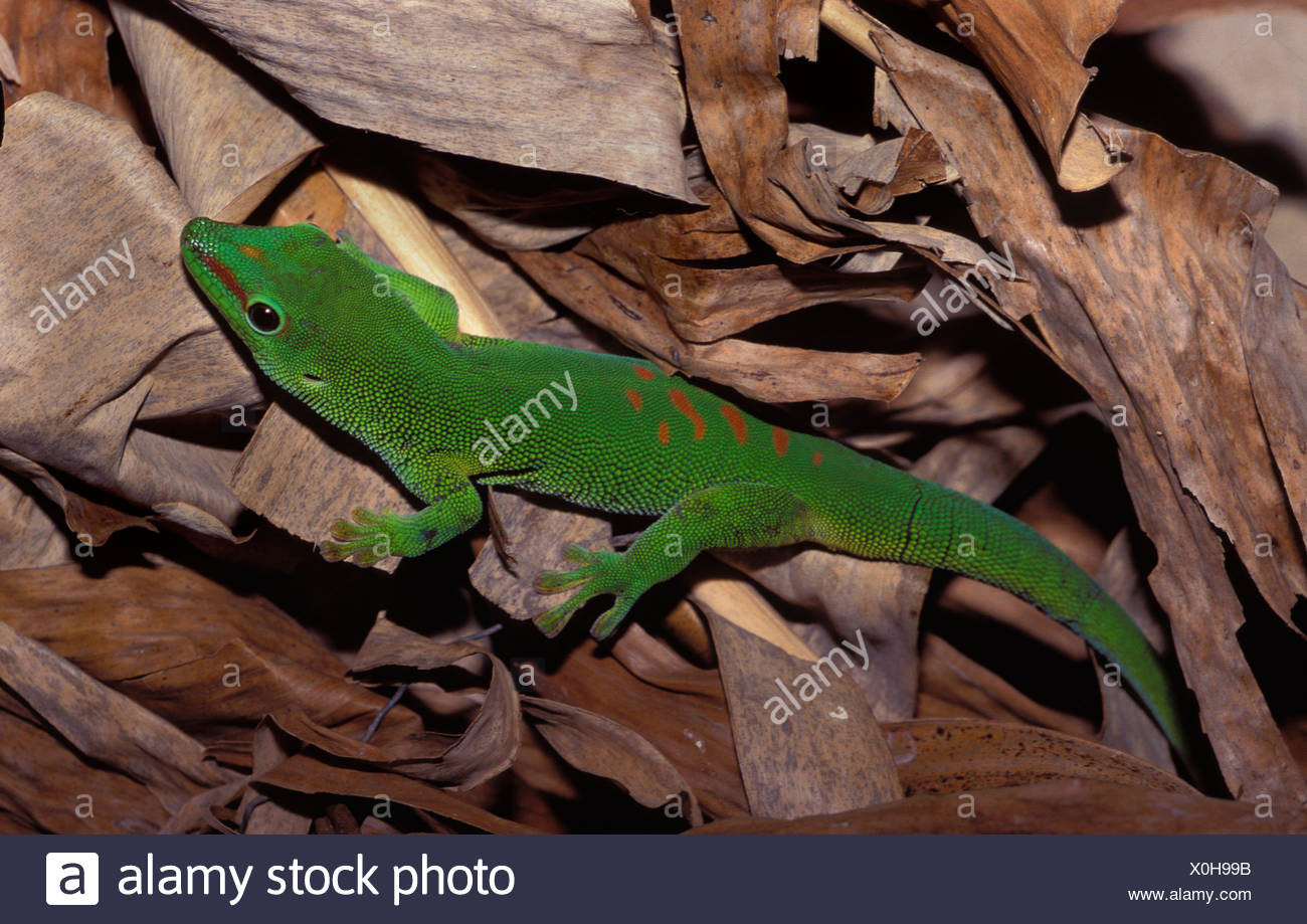 Indian Geckos High Resolution Stock Photography and Images - Alamy