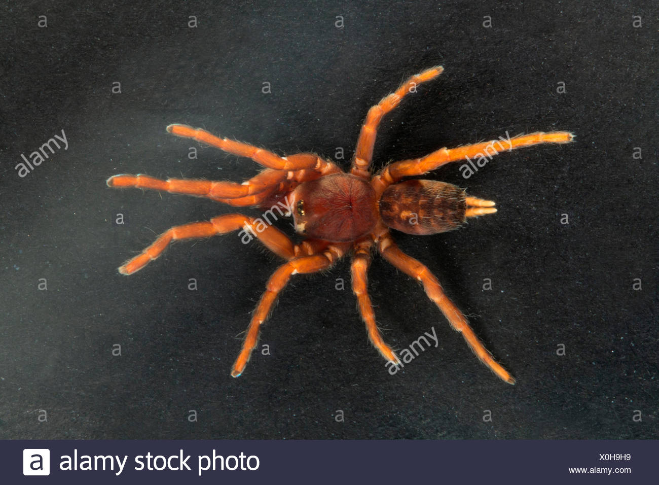Tarantula Theraphosidae High Resolution Stock Photography and Images ...