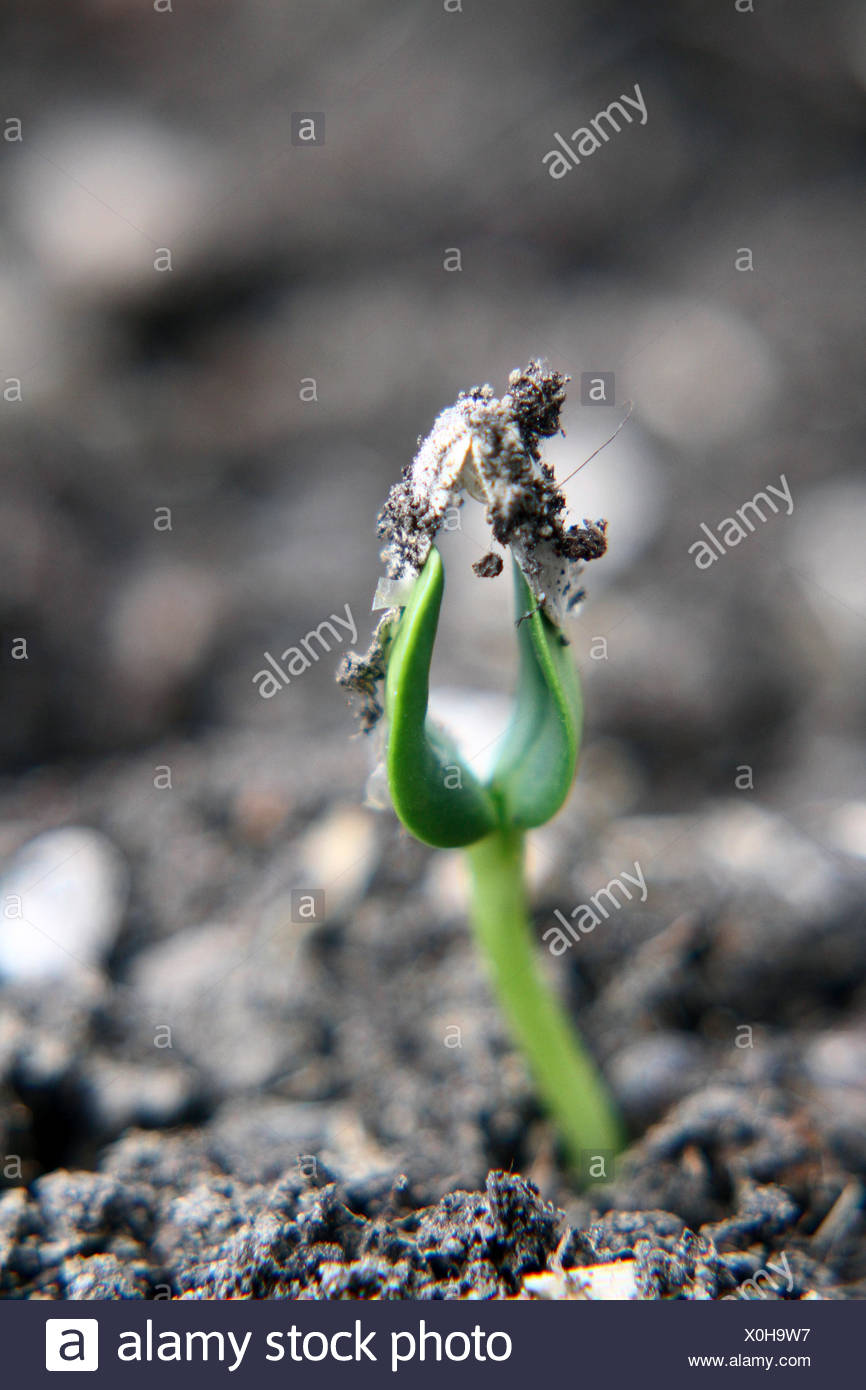 Sunflowers Seedlings Stock Photos & Sunflowers Seedlings Stock Images ...