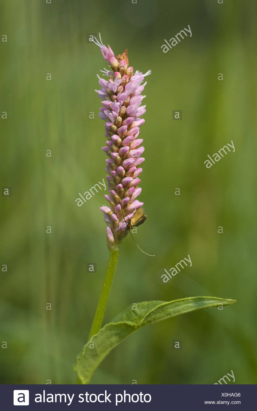 Bistort Root Persicaria Bistorta Bistort High Resolution Stock ...