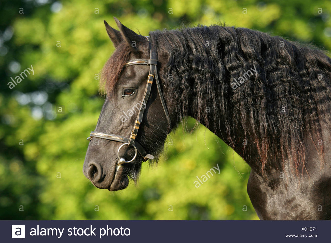 Friese Im Portrait Friesian Horse High Resolution Stock Photography and ...