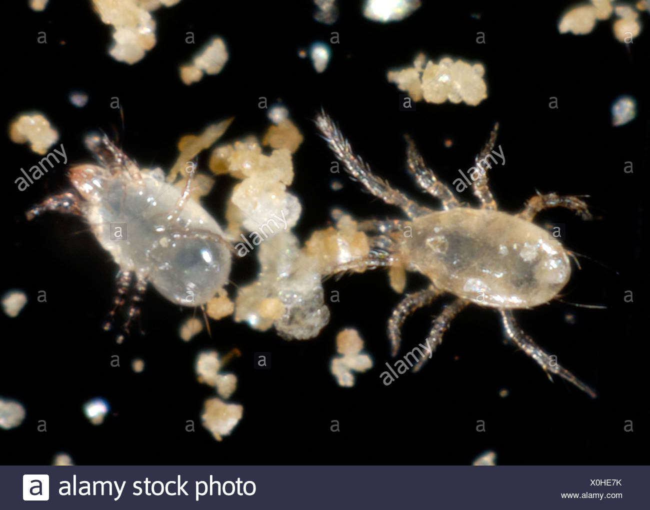 Acarus Siro High Resolution Stock Photography and Images - Alamy