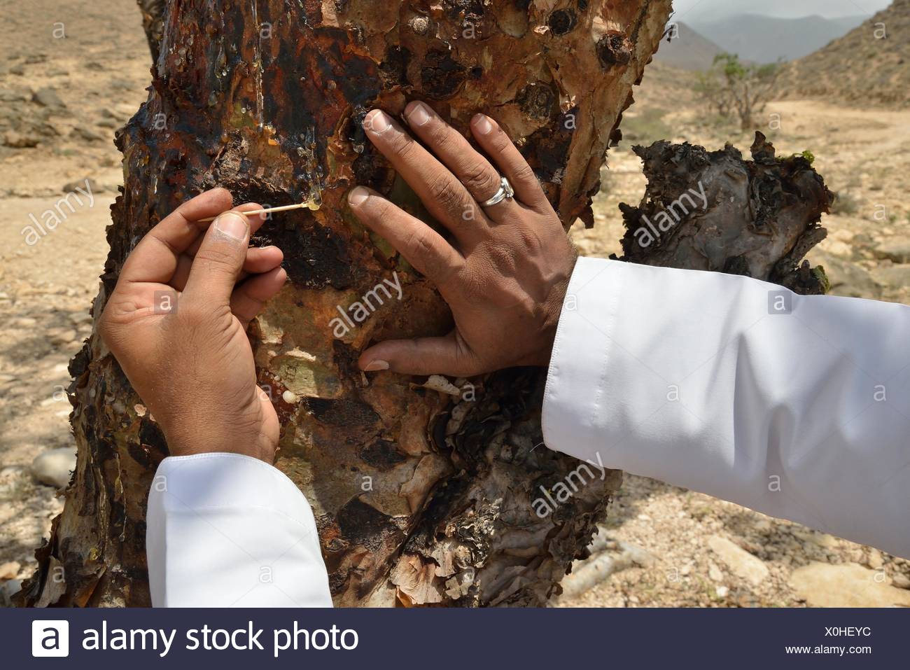 Frankincense Resin High Resolution Stock Photography and Images - Alamy