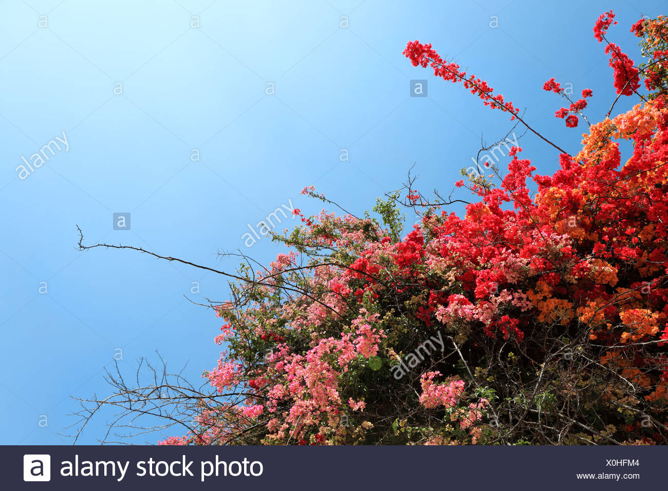 Tropical Flowering Shrubs High Resolution Stock Photography and Images ...