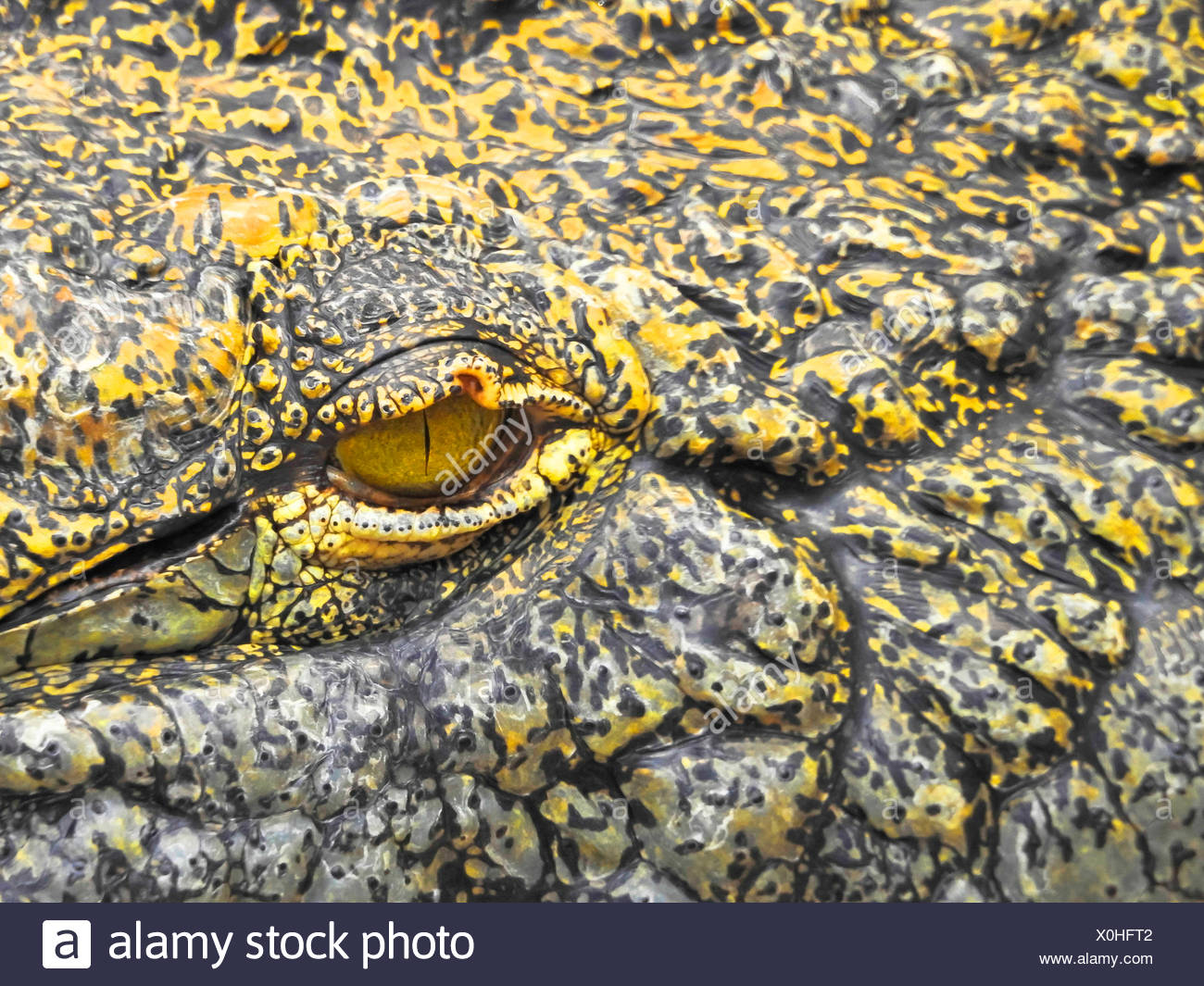 Animal Skin Stock Photos & Animal Skin Stock Images - Alamy