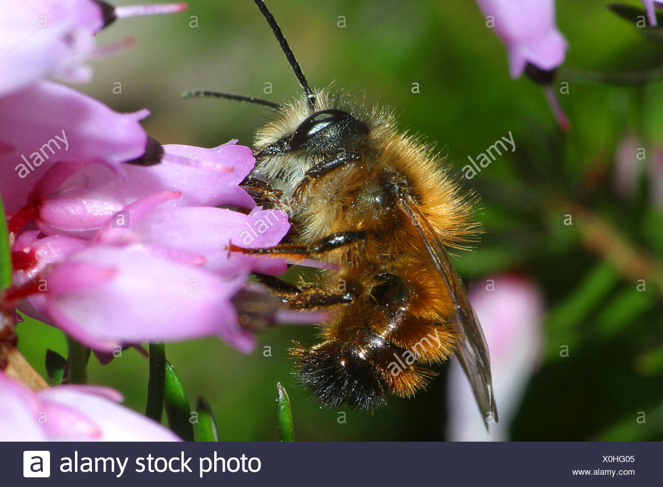 Red Bee High Resolution Stock Photography and Images - Alamy