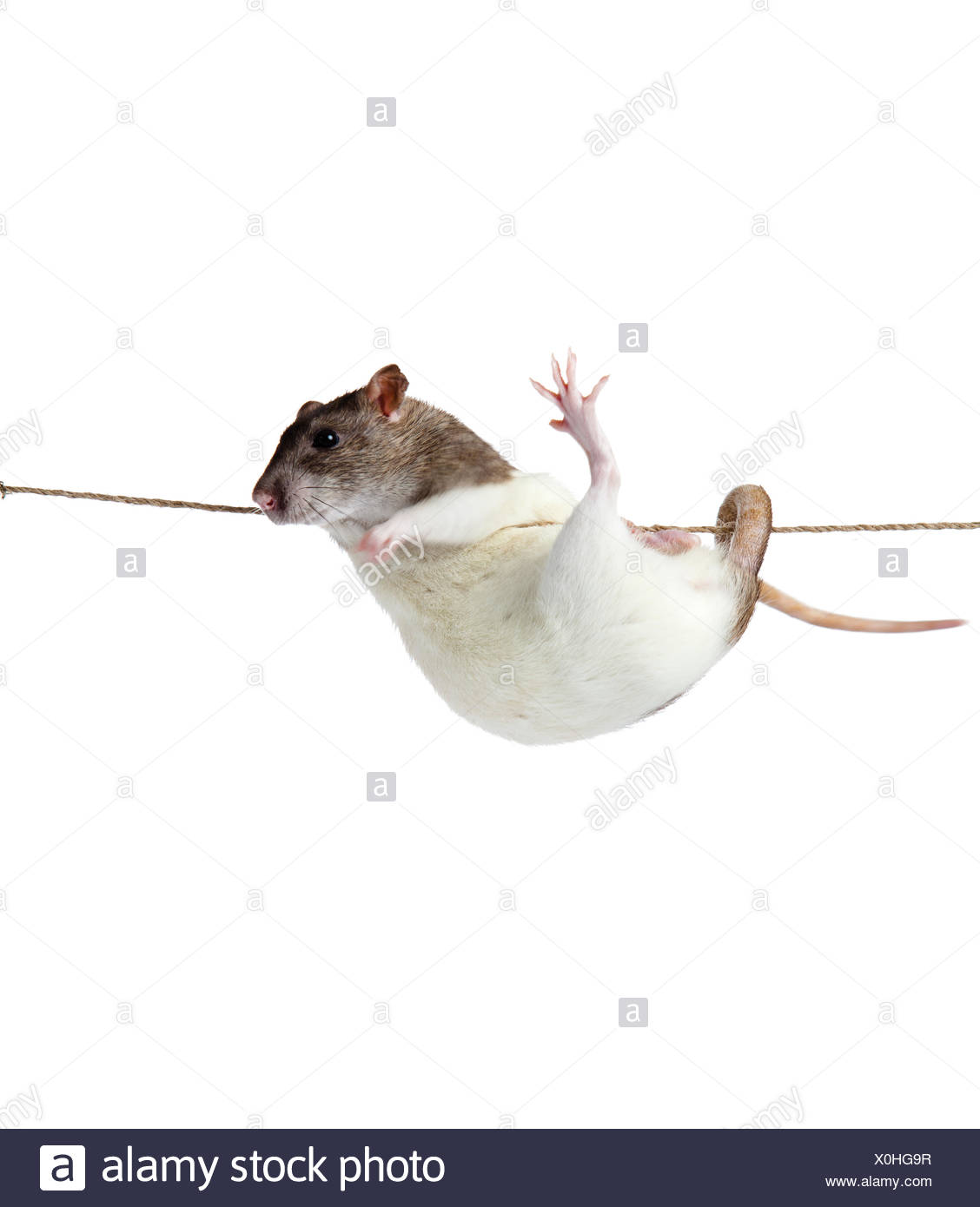 Nose Rope Stock Photos & Nose Rope Stock Images - Alamy