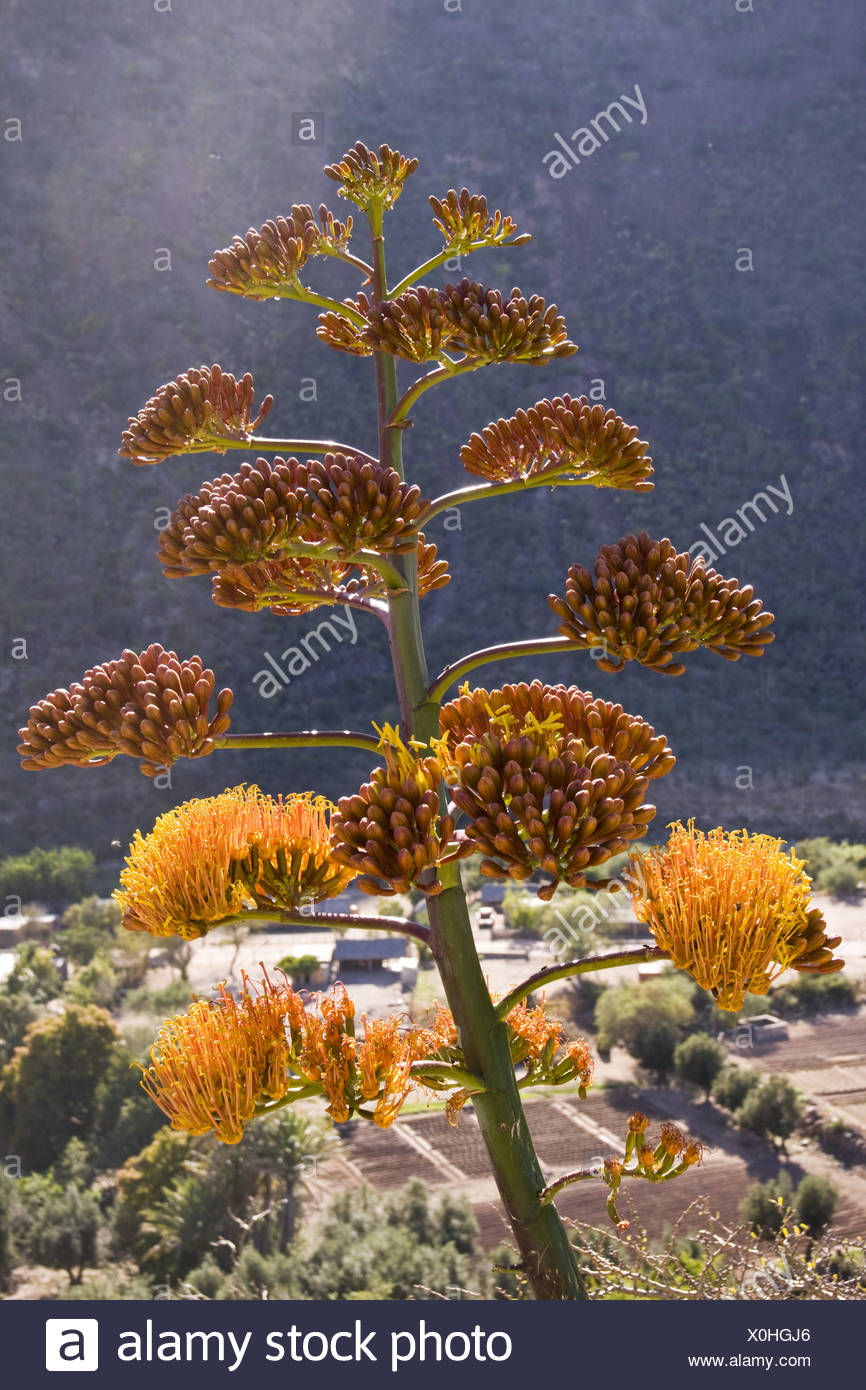 Agave Blooms High Resolution Stock Photography and Images - Alamy