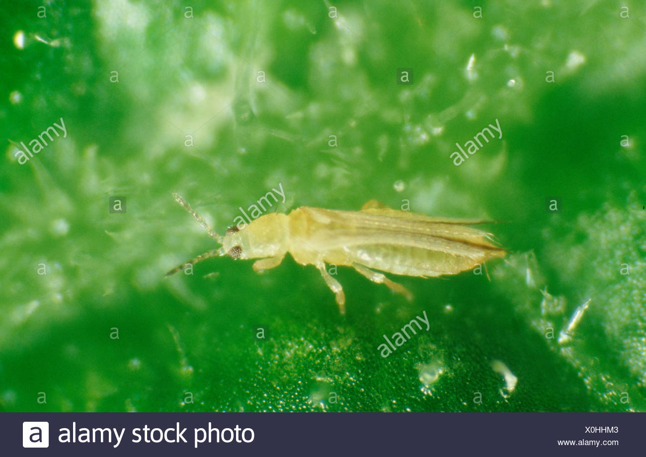 Thripidae Stock Photos & Thripidae Stock Images - Alamy