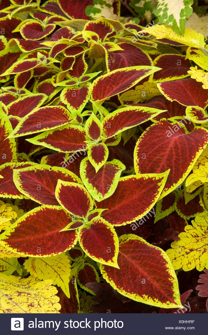 Wizard Scarlet High Resolution Stock Photography and Images - Alamy