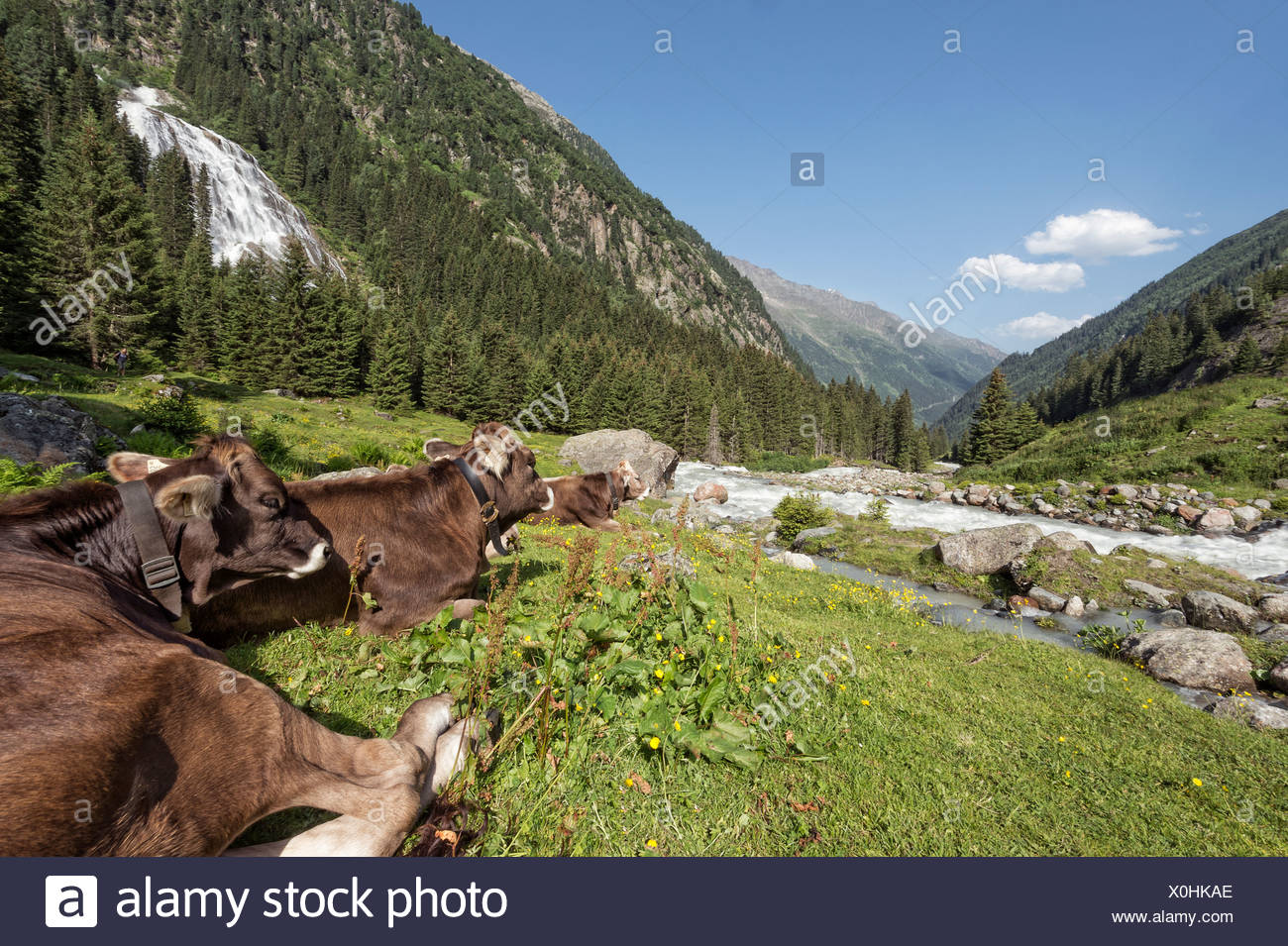 Austrian Alps Cows High Resolution Stock Photography and Images - Alamy