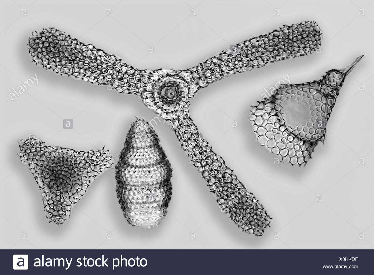 Radiolarians High Resolution Stock Photography and Images - Alamy