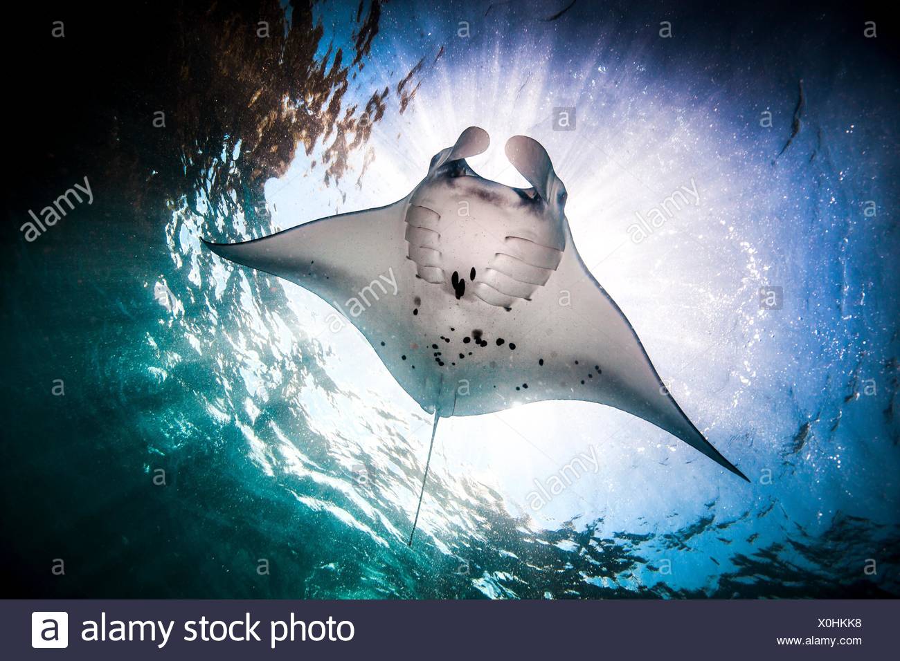 Reef Manta Ray High Resolution Stock Photography and Images - Alamy