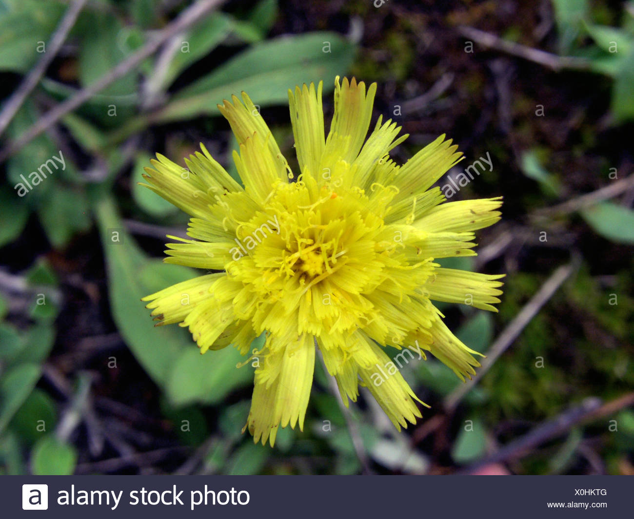 Mouseear Hawkweed High Resolution Stock Photography and Images - Alamy