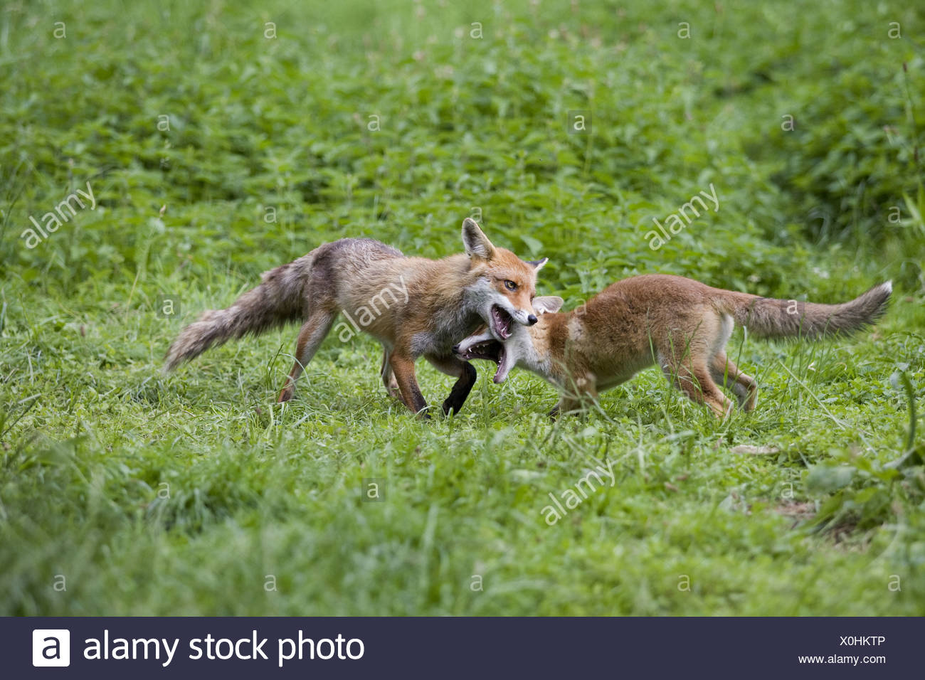 Foxes Mating High Resolution Stock Photography and Images - Alamy
