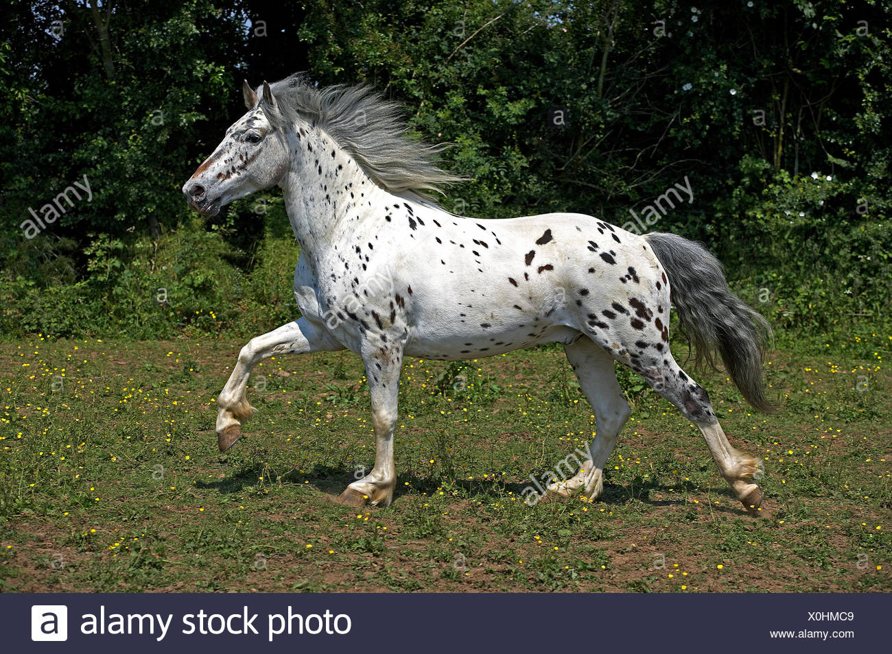 Appaloosas Horse Stock Photos & Appaloosas Horse Stock Images - Alamy