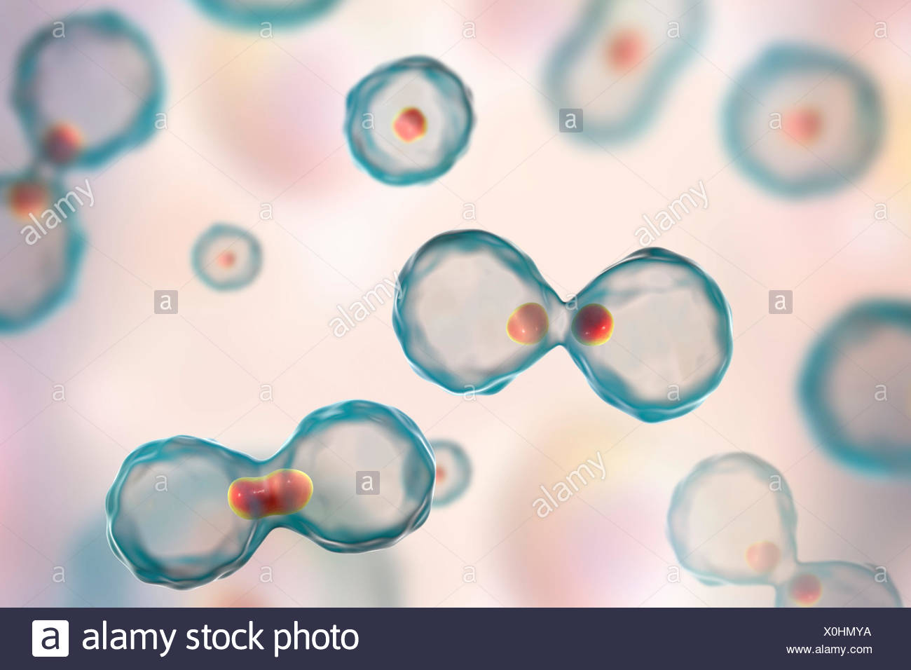 Nuclear Division High Resolution Stock Photography and Images - Alamy