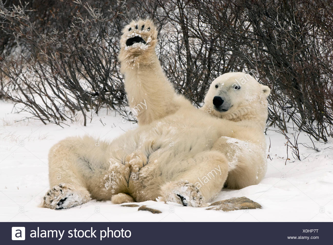 Raised Left Arm High Resolution Stock Photography and Images - Alamy