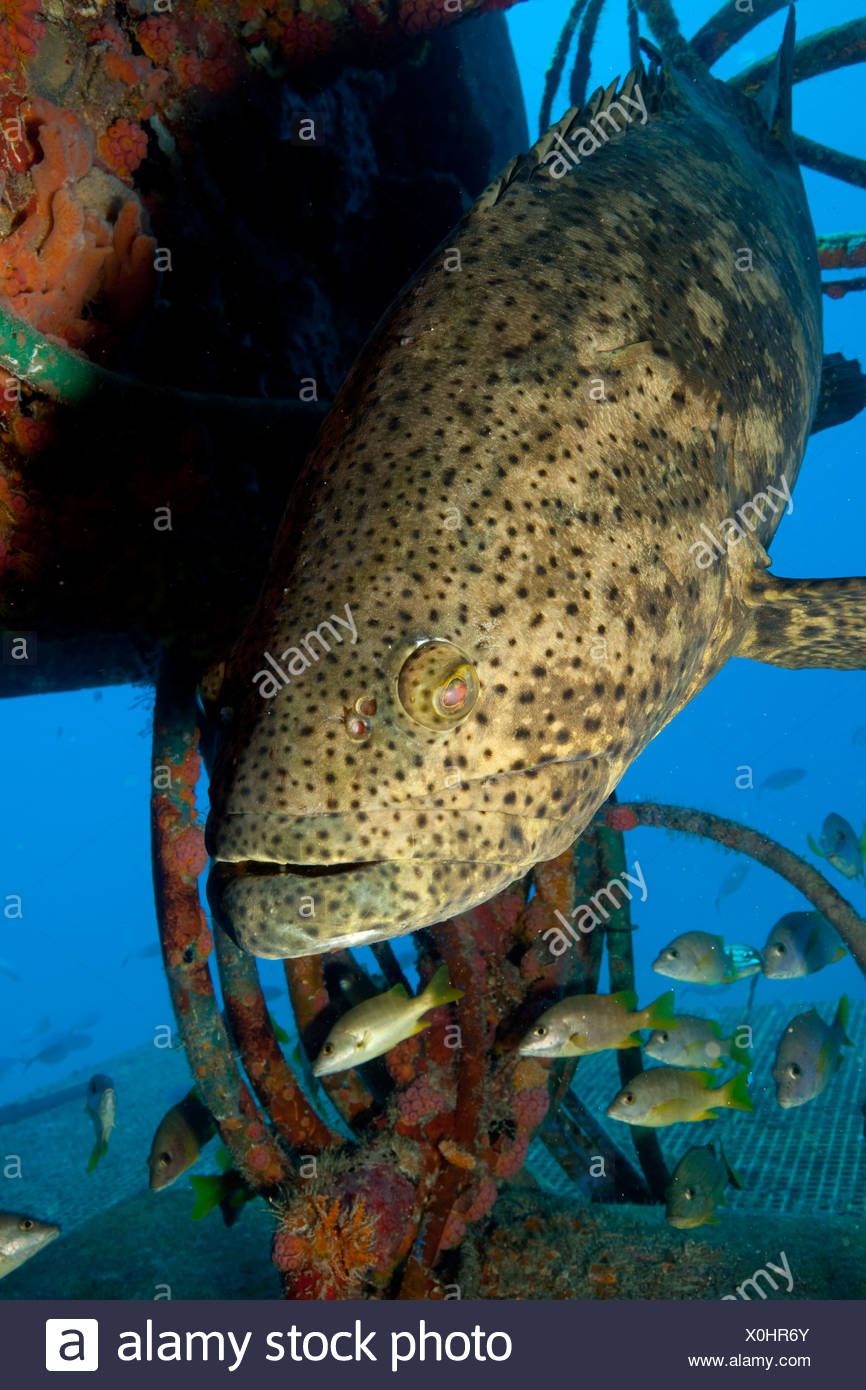 Goliath Grouper Structure High Resolution Stock Photography and Images ...