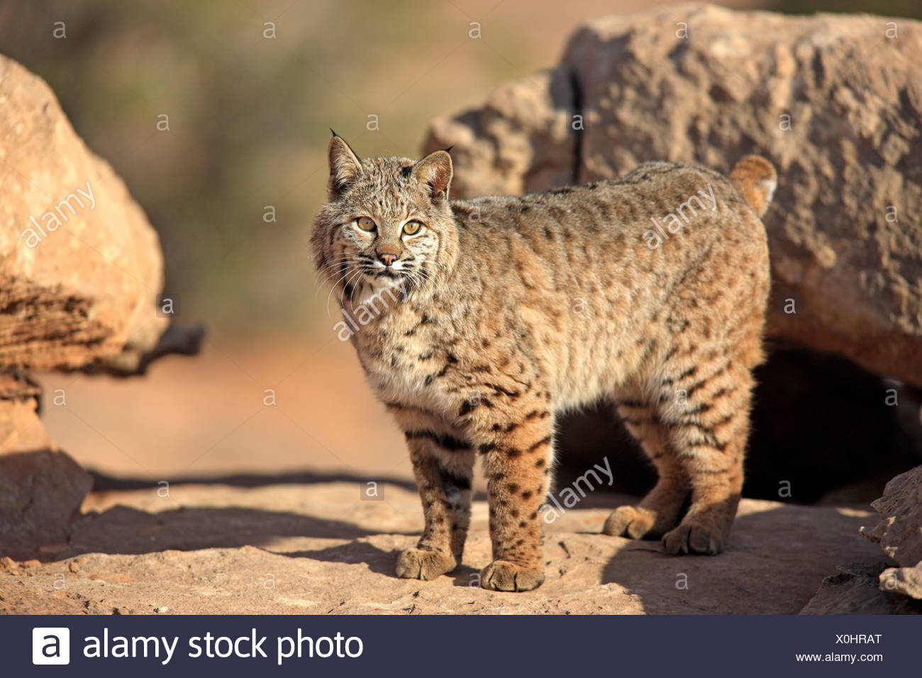Bobcat Lynx Rufus High Resolution Stock Photography and Images - Alamy