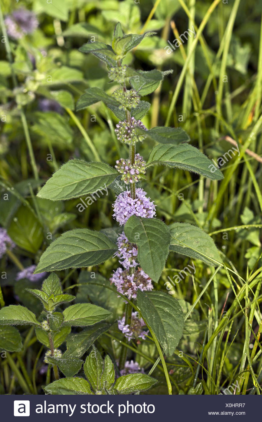 Field Mint Mentha Arvensis Stock Photos & Field Mint Mentha Arvensis ...