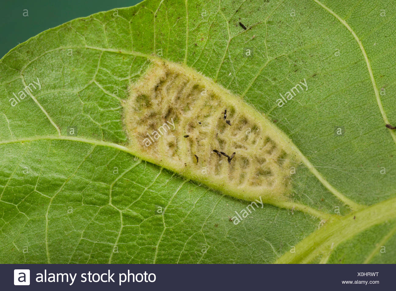 Walnut Damage High Resolution Stock Photography and Images - Alamy