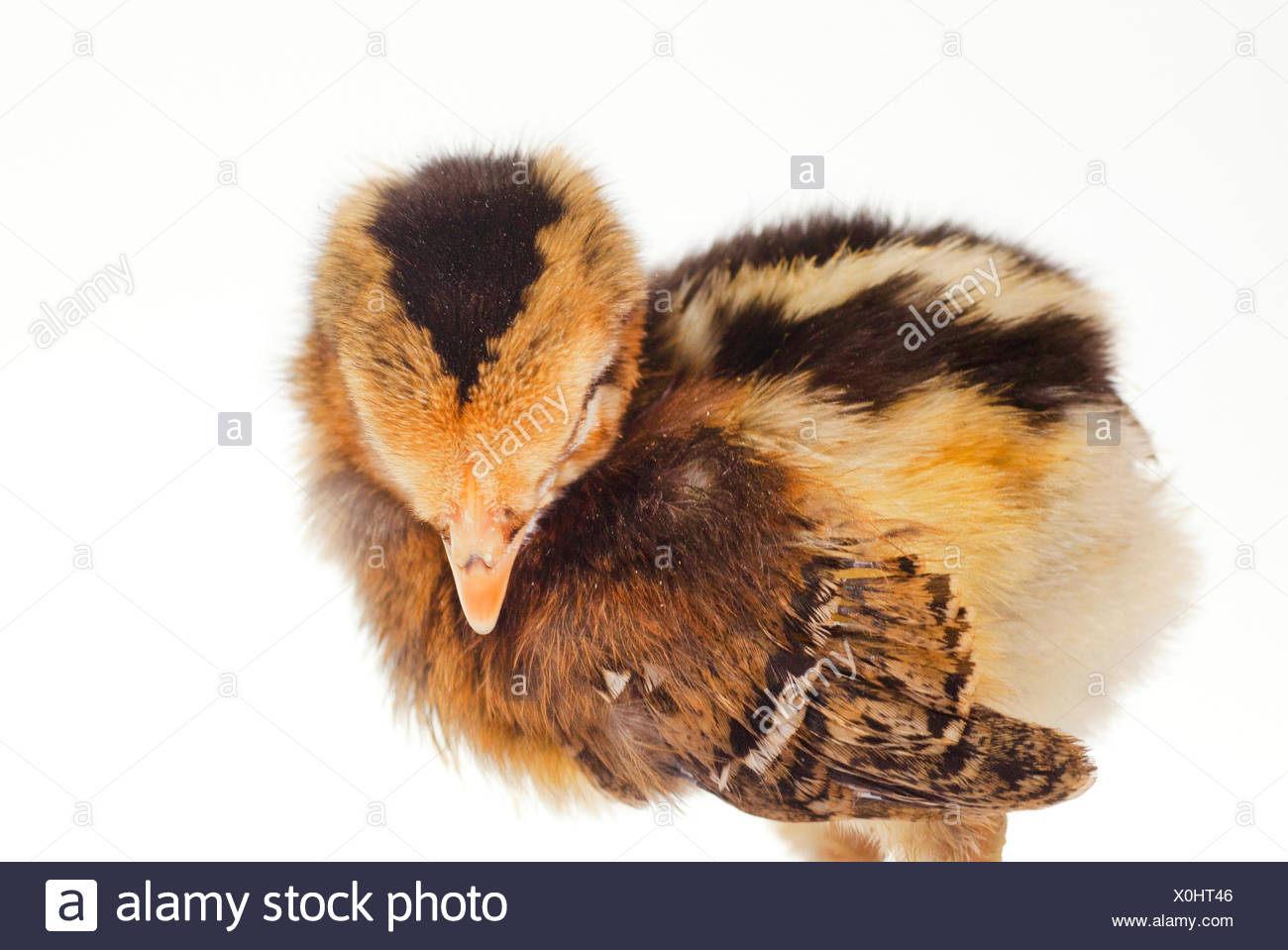 Arau Stock Photos & Arau Stock Images - Alamy