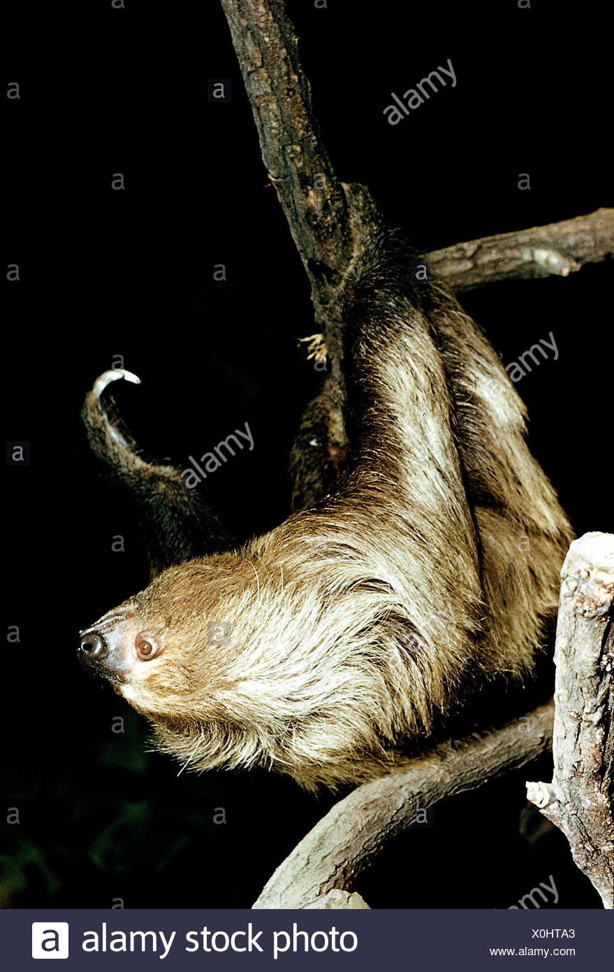 Megalonychidae Stock Photos & Megalonychidae Stock Images - Alamy