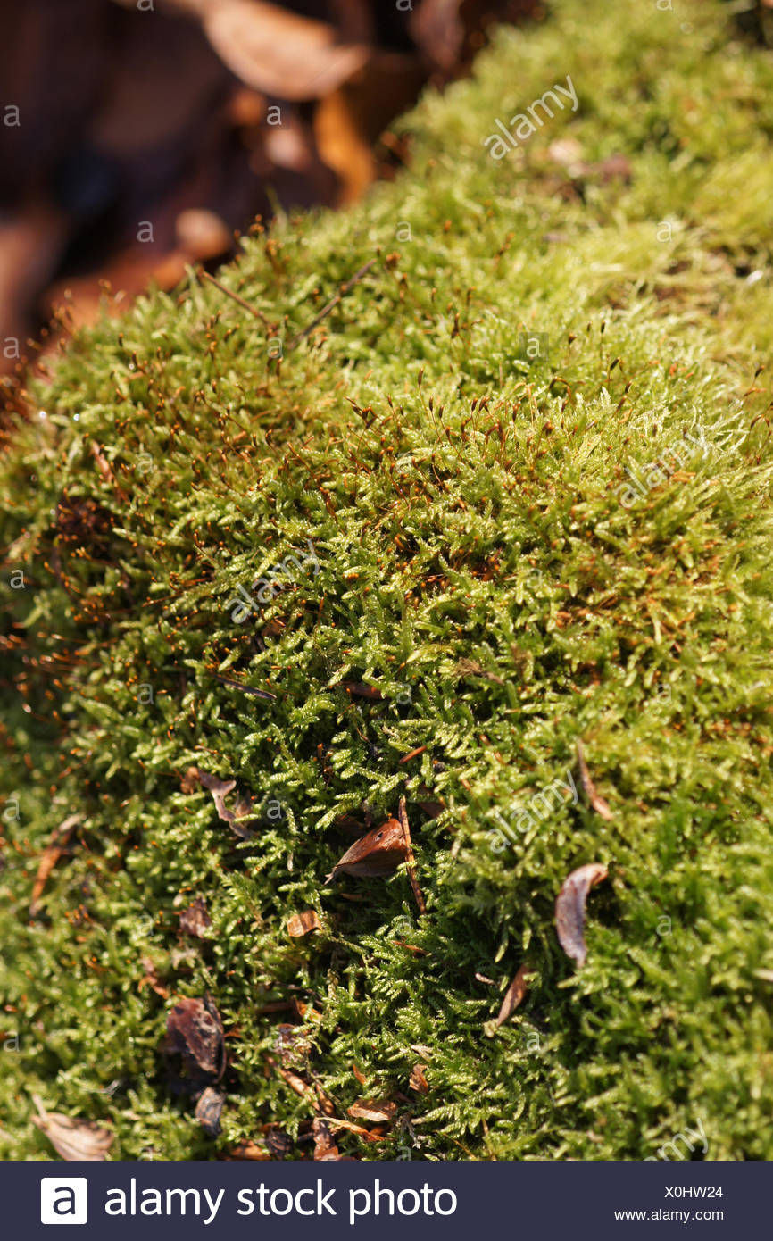 Tortula Ruralis Twisted Moss High Resolution Stock Photography and ...