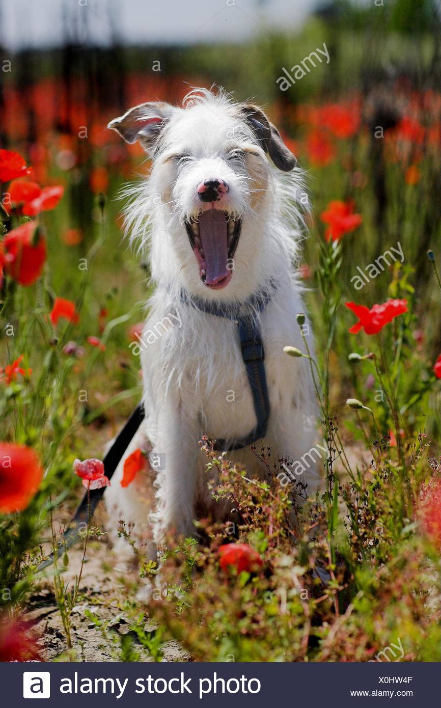 Poppy Dog High Resolution Stock Photography and Images - Alamy