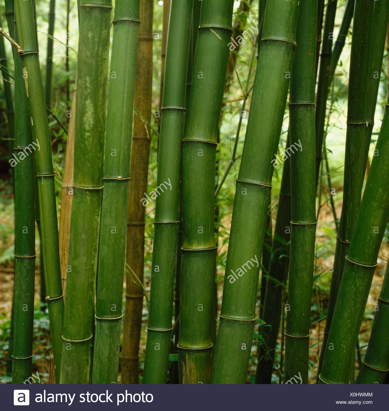 Clump Of Bamboo High Resolution Stock Photography and Images - Alamy